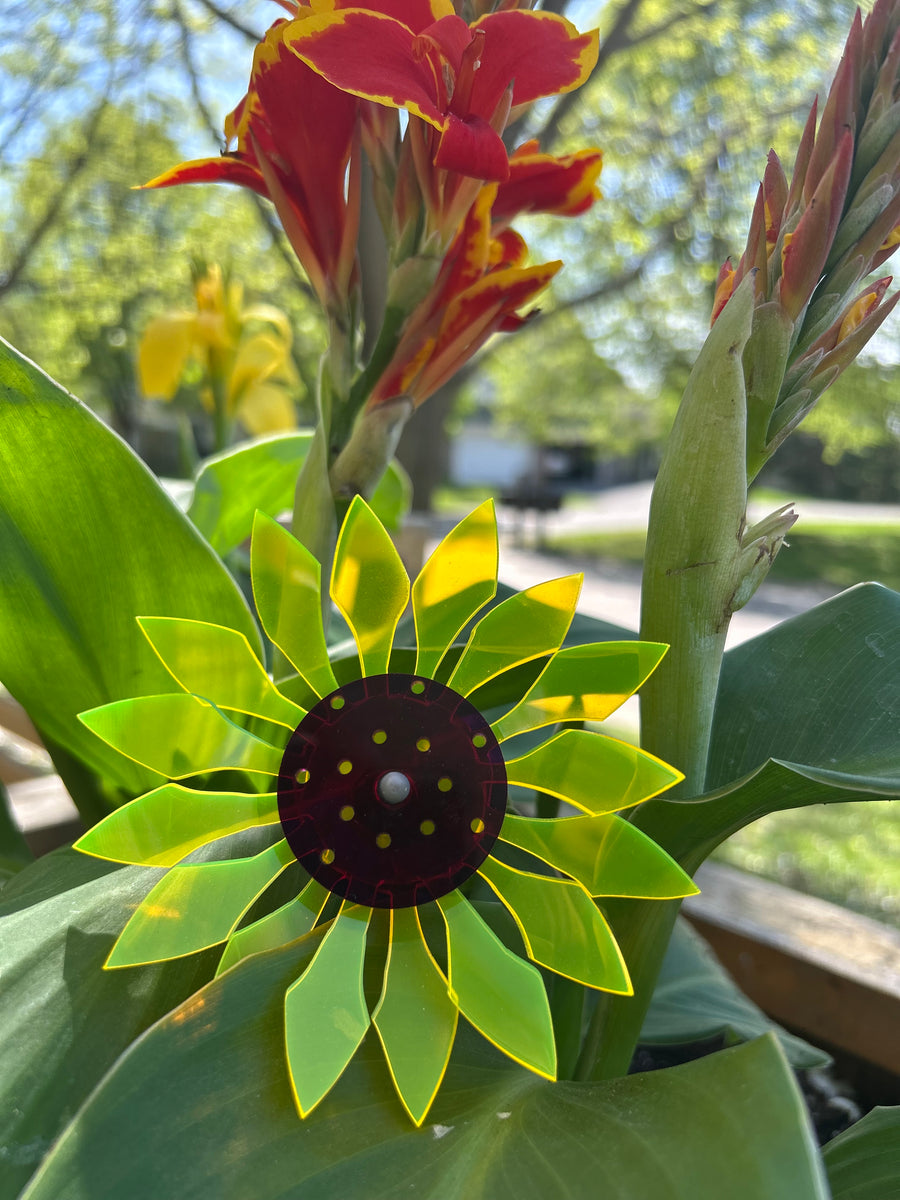 SUNFLOWER – Sun Glowz